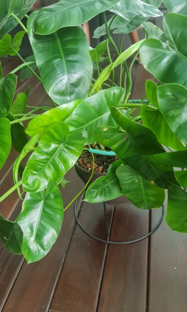 Philodendron Burle Max, Furniture & Home Living, Gardening, Plants ...