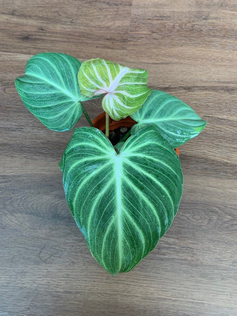 Philodendron gloriosum zebra, Furniture & Home Living, Gardening ...
