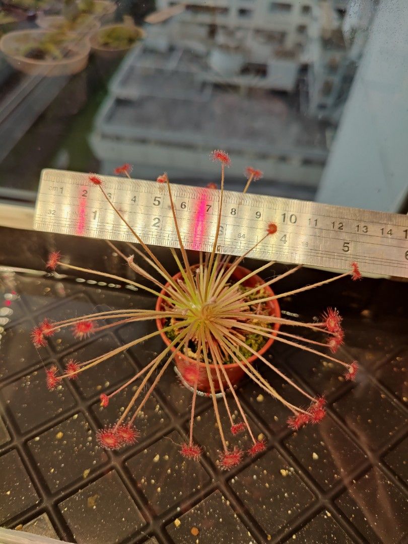 Sundew Drosera Paradoxa, Furniture & Home Living, Gardening, Plants ...