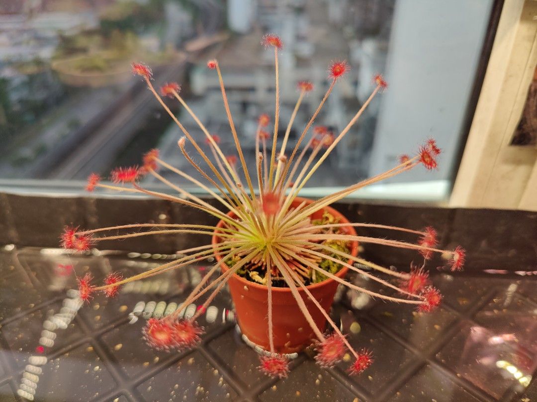Sundew Drosera Paradoxa, Furniture & Home Living, Gardening, Plants ...