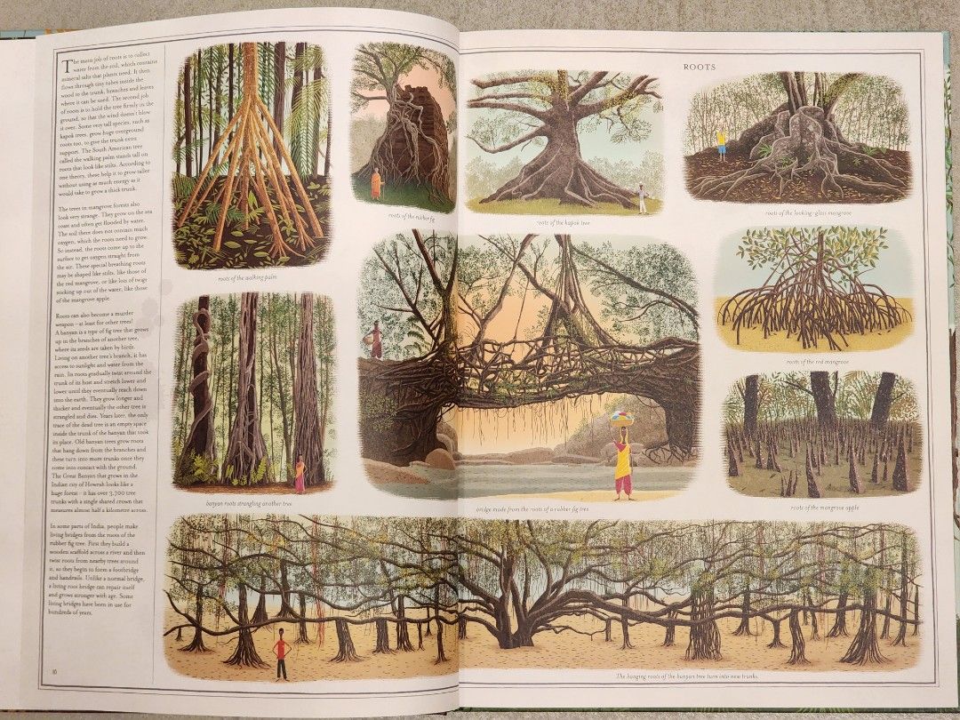 "The Book of Trees" - Extra large, beautifully illustrated, perfect for ...