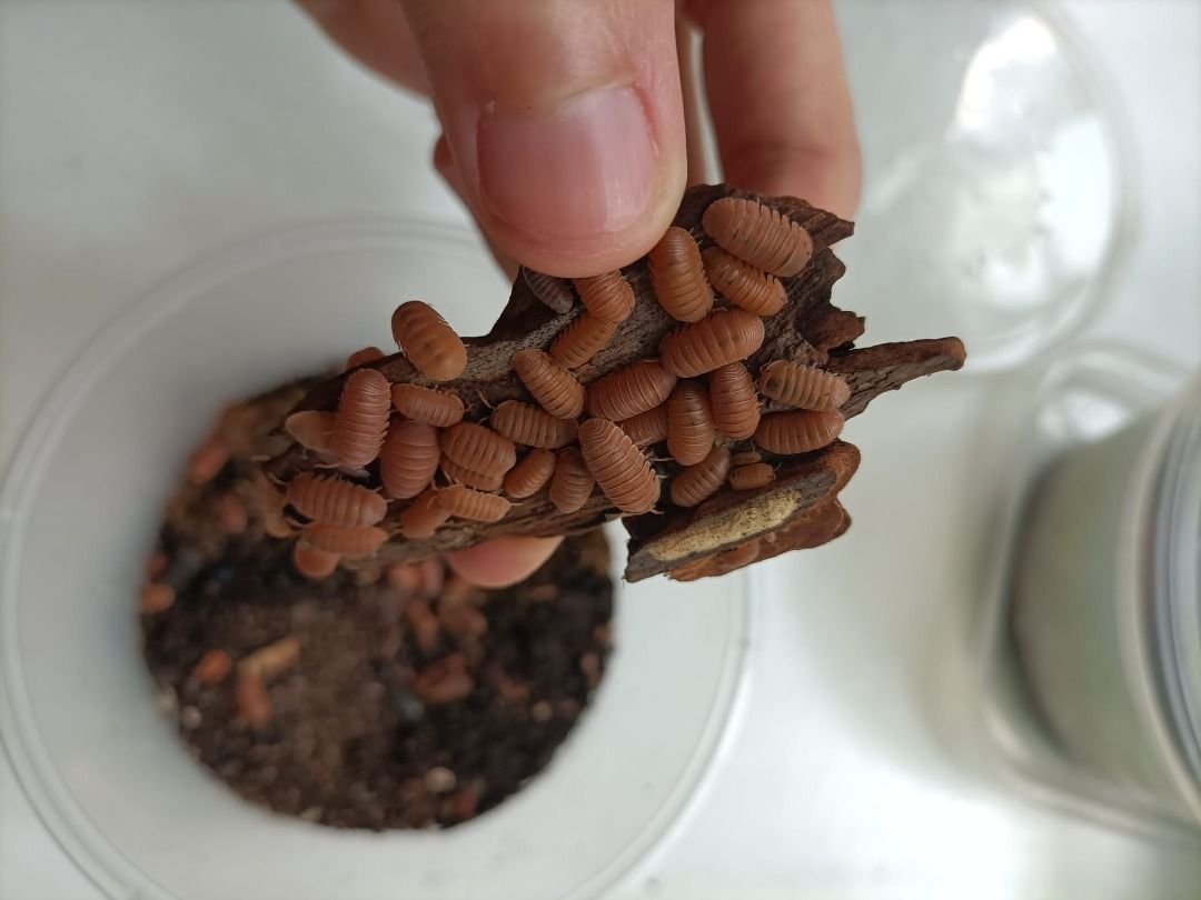 40++ Isopods (Cubaris Orange/Mandarin), Pet Supplies, Pet Food on Carousell