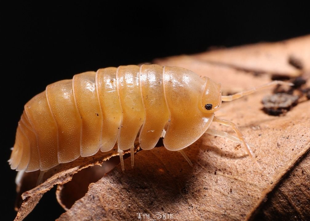 40++ Isopods (Cubaris Orange/Mandarin), Pet Supplies, Pet Food on Carousell