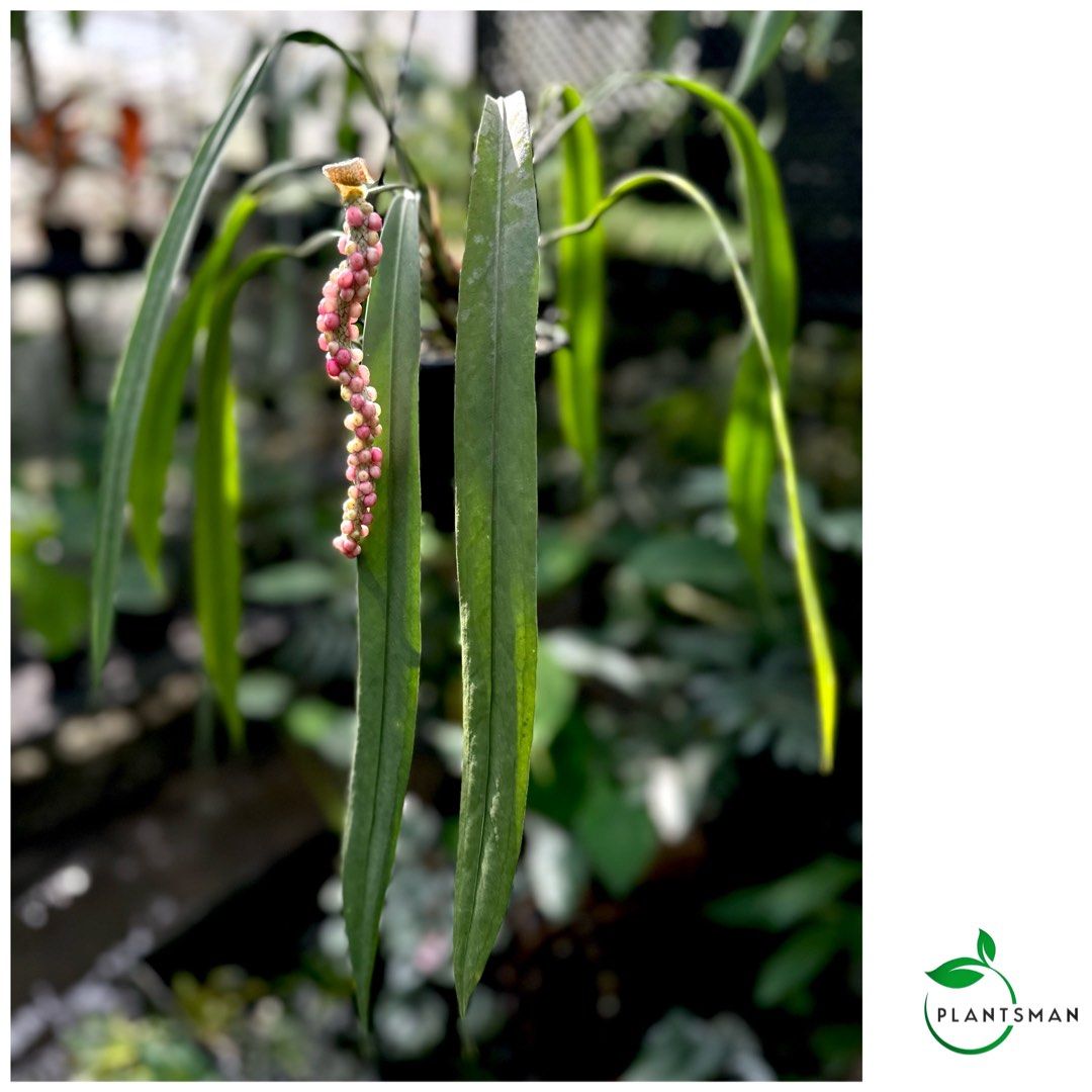 Anthurium Vittarifolium (berries), Furniture & Home Living, Gardening ...