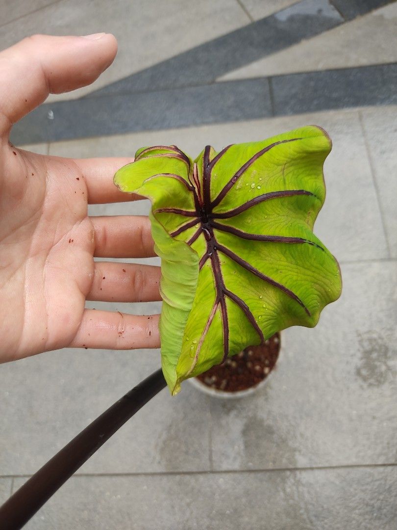 Colocasia Pharoah's Mask (velvet leaf mutant), Furniture & Home Living ...