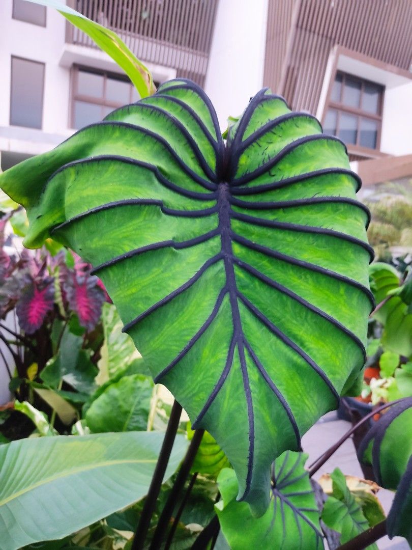Colocasia Pharoah's Mask (velvet leaf mutant), Furniture & Home Living ...