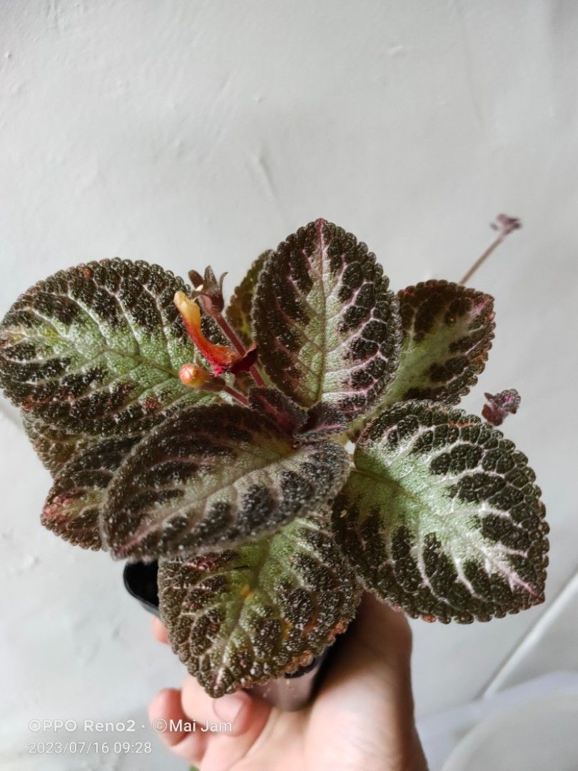 Episcia chocolate soldier (red blooms), Furniture & Home Living ...