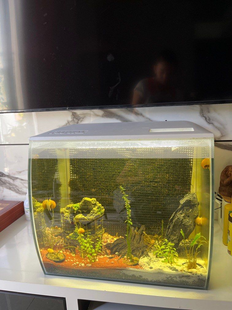 Fluval fish tank + 2 Cory + 2 snail, Pet Supplies, Homes & Other Pet ...