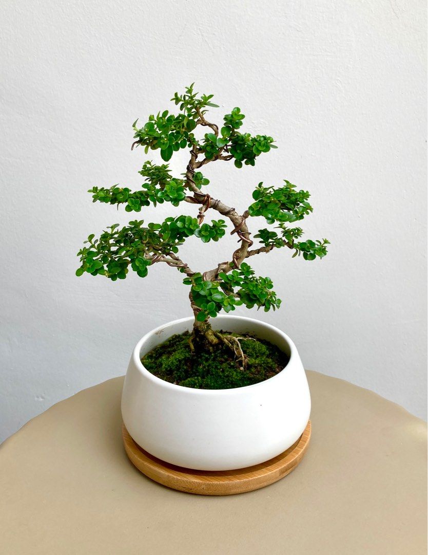 Informal Upright Bonsai - Premna Microphylla, Furniture & Home Living ...