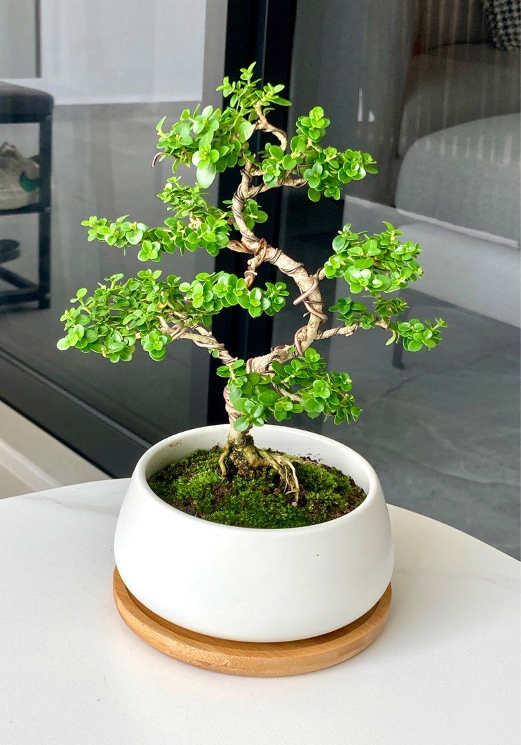 Informal Upright Bonsai - Premna Microphylla, Furniture & Home Living ...