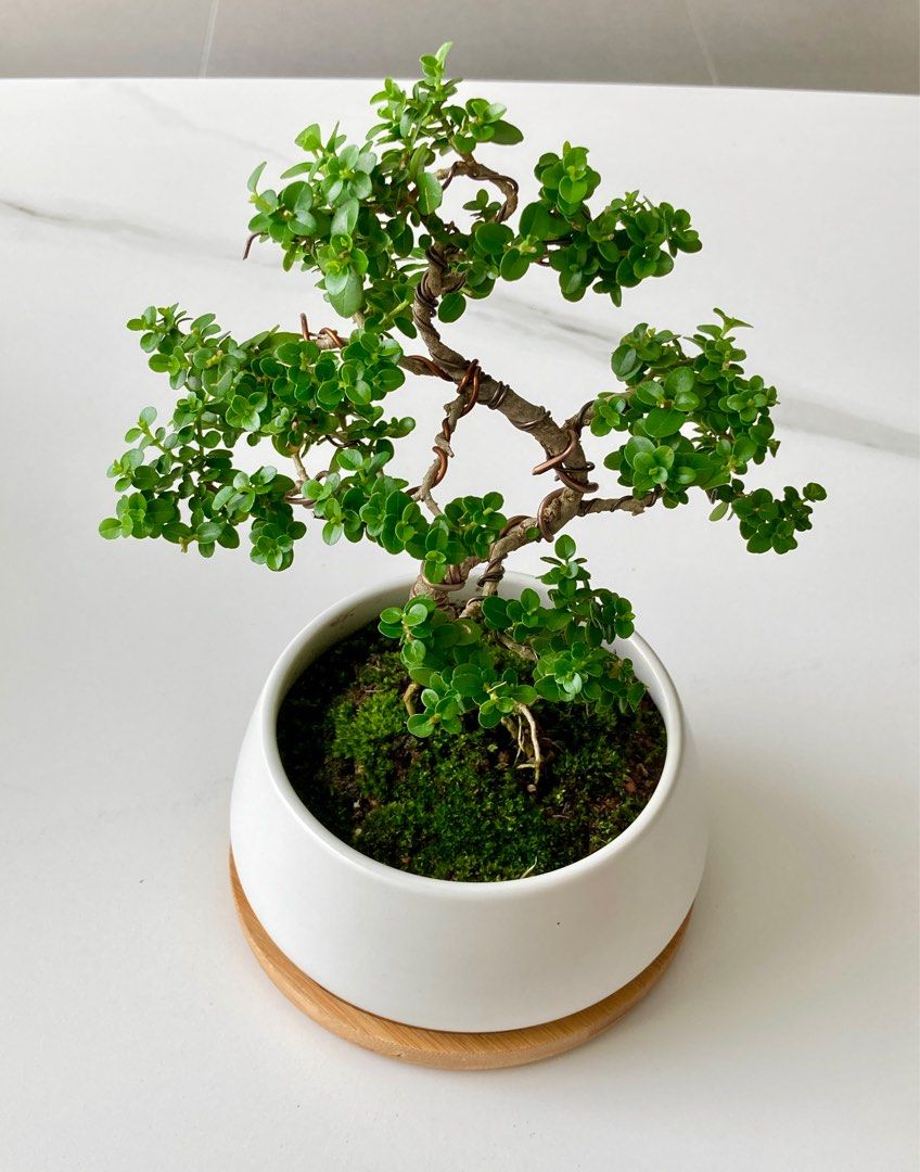 Informal Upright Bonsai - Premna Microphylla, Furniture & Home Living ...