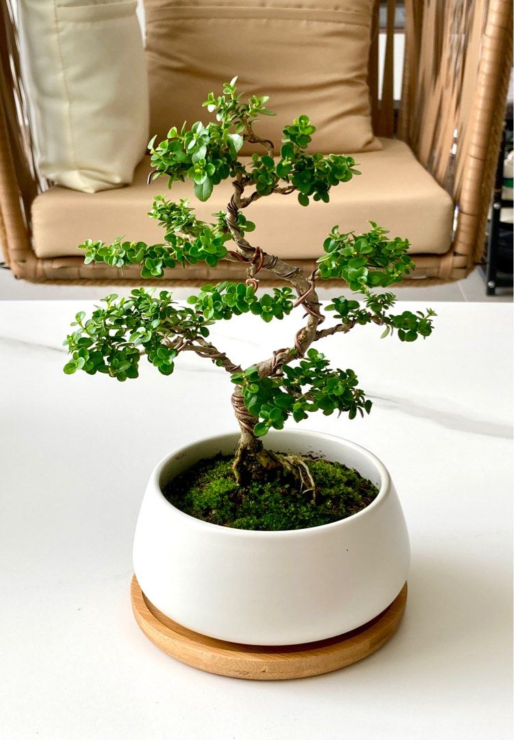 Informal Upright Bonsai - Premna Microphylla, Furniture & Home Living ...