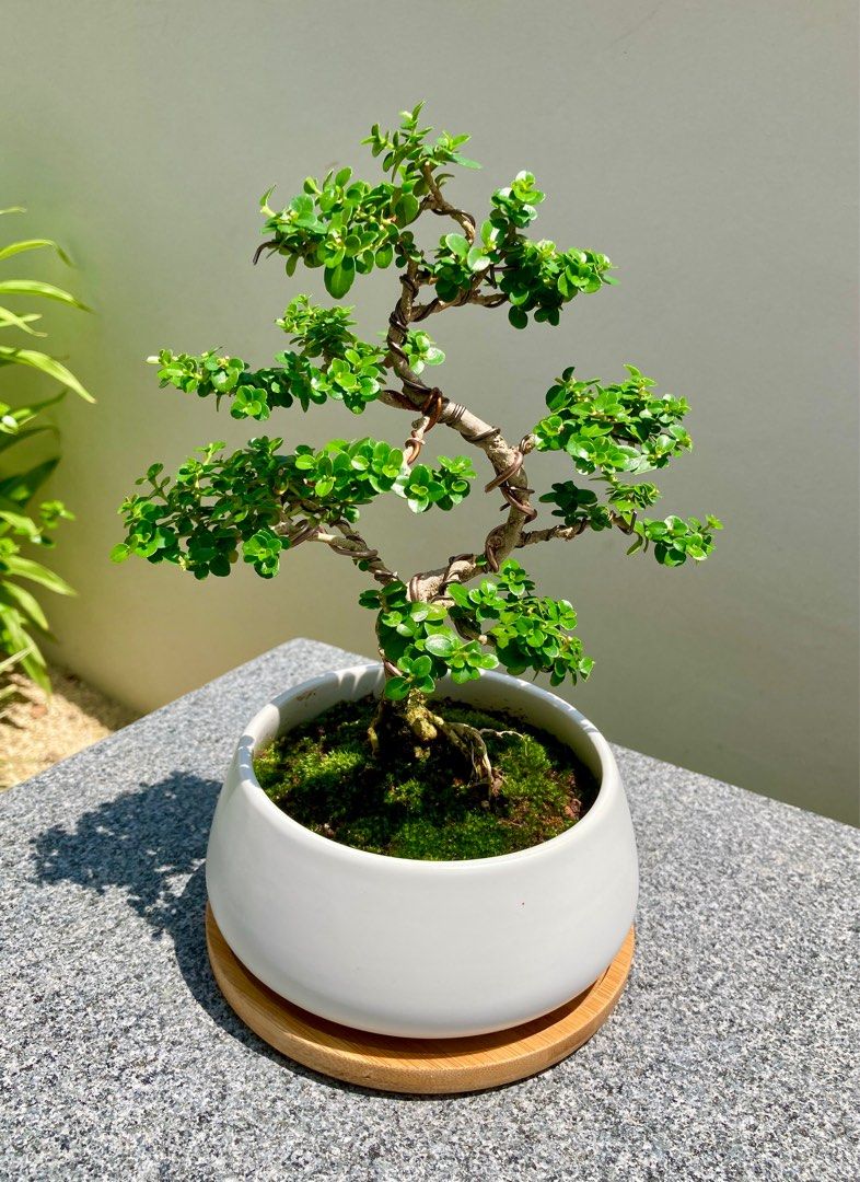 Informal Upright Bonsai - Premna Microphylla, Furniture & Home Living ...