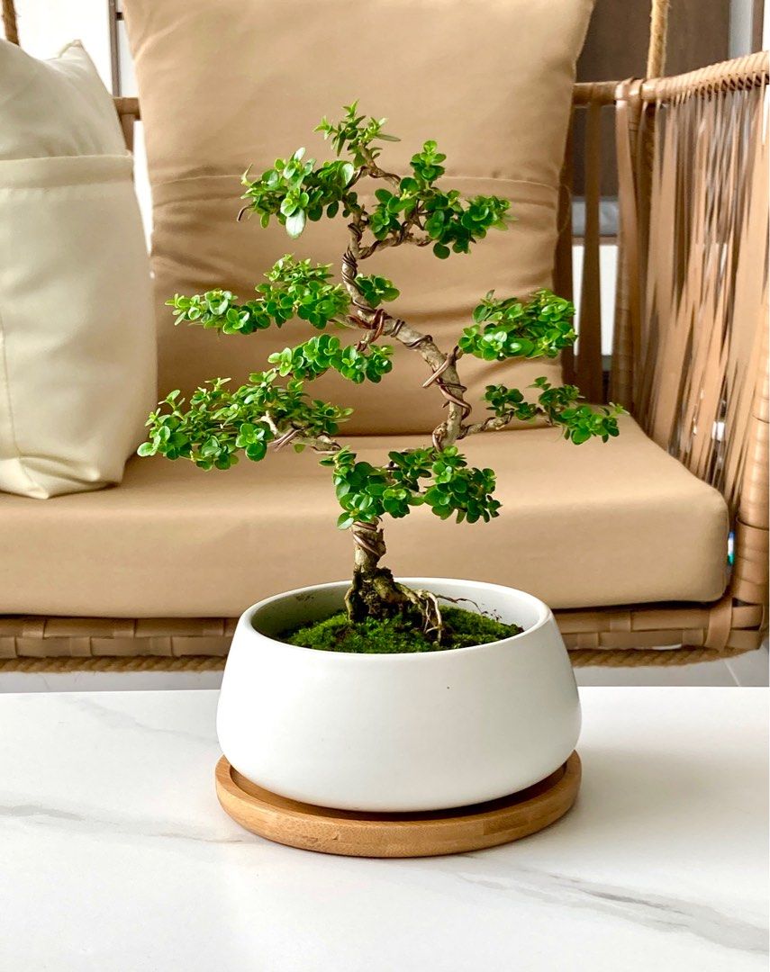 Informal Upright Bonsai - Premna Microphylla, Furniture & Home Living ...