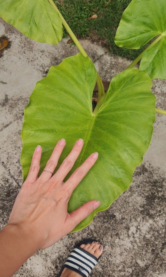Large Alocacia giant elephant ears plant potted with small baby plants ...