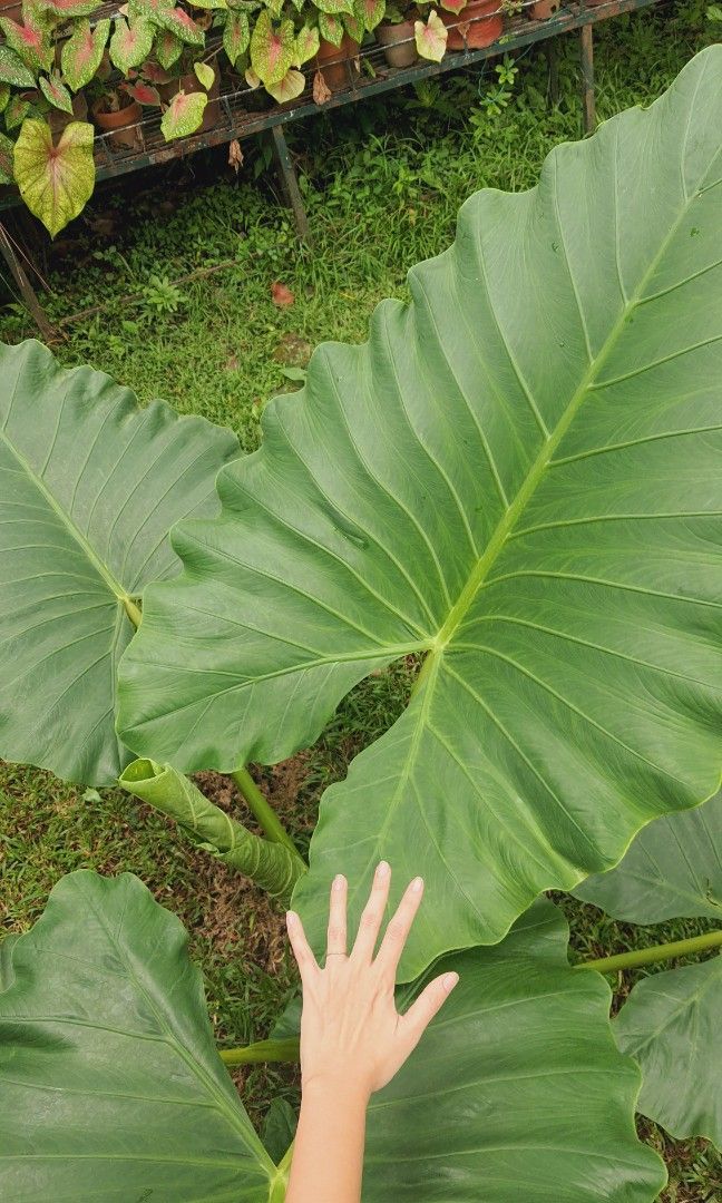 Large Alocacia giant elephant ears plant potted with small baby plants ...