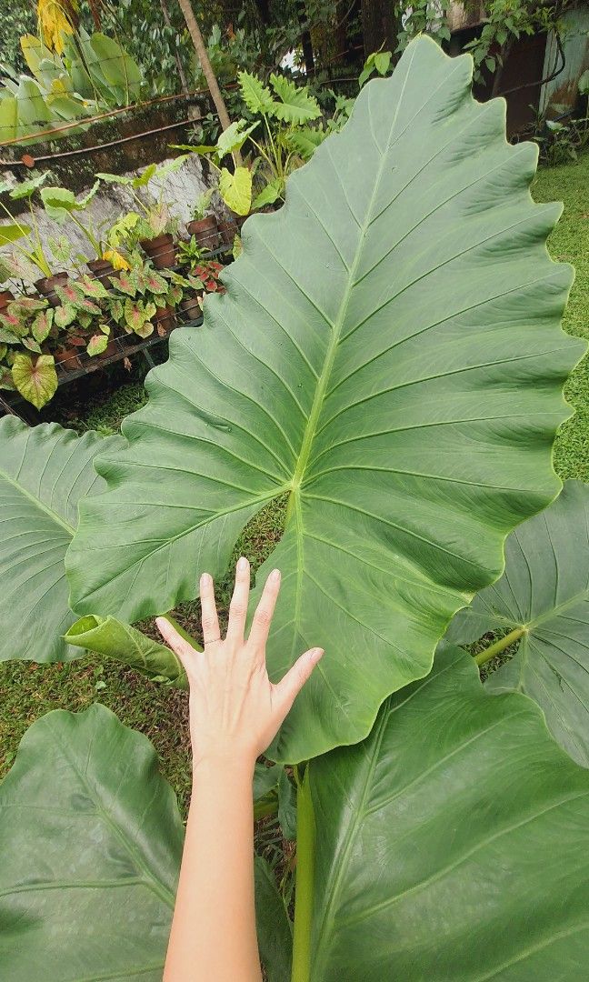 Large Alocacia giant elephant ears plant potted with small baby plants ...
