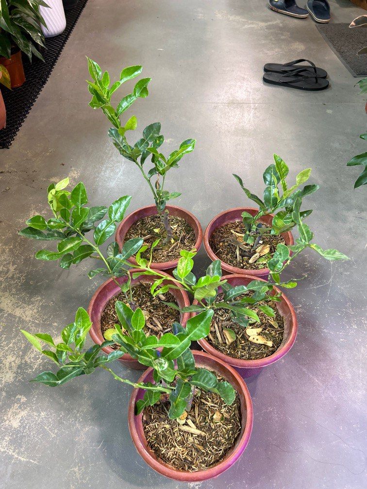 Limau Purut/Kaffir lime plant. $12 each, Furniture & Home Living ...