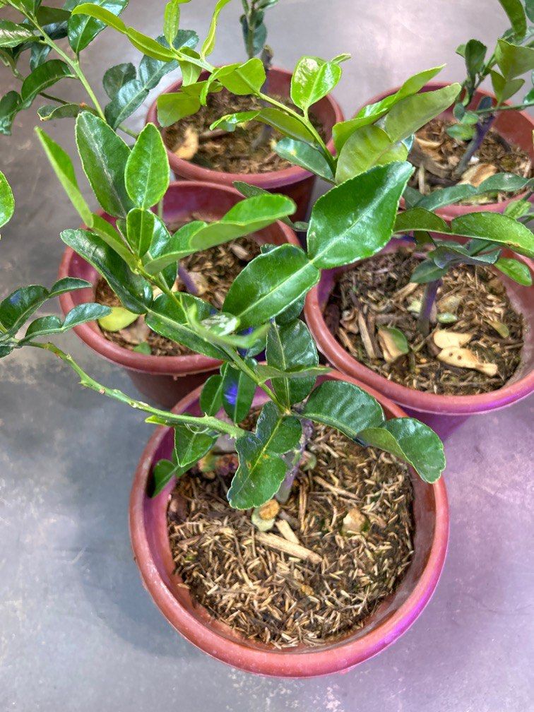 Limau Purut/Kaffir lime plant. $12 each, Furniture & Home Living ...