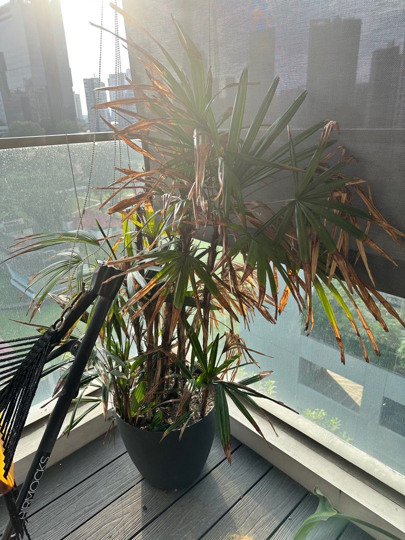 Palm tree, Furniture & Home Living, Gardening, Plants & Seeds on Carousell