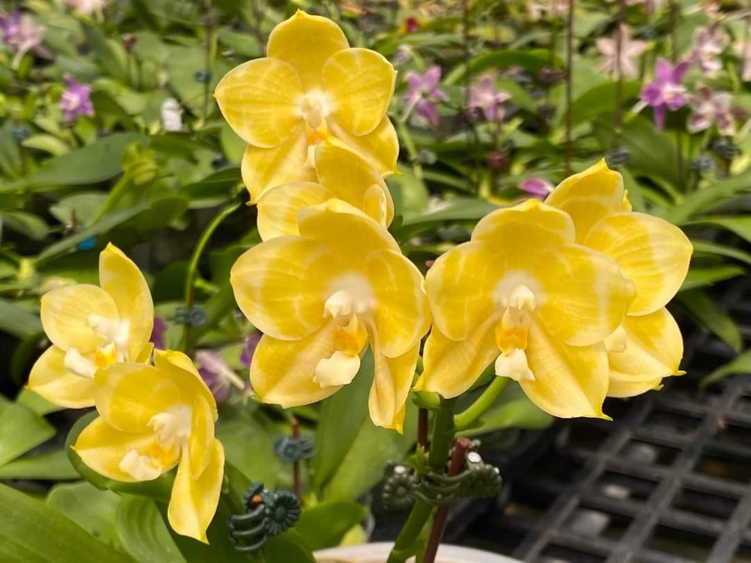 Phalaenopsis Mituo Gelb Eagle 'Oriole' x Mituo Golden Tiger 'Yellow Dragon' (AMM75), Furniture ...