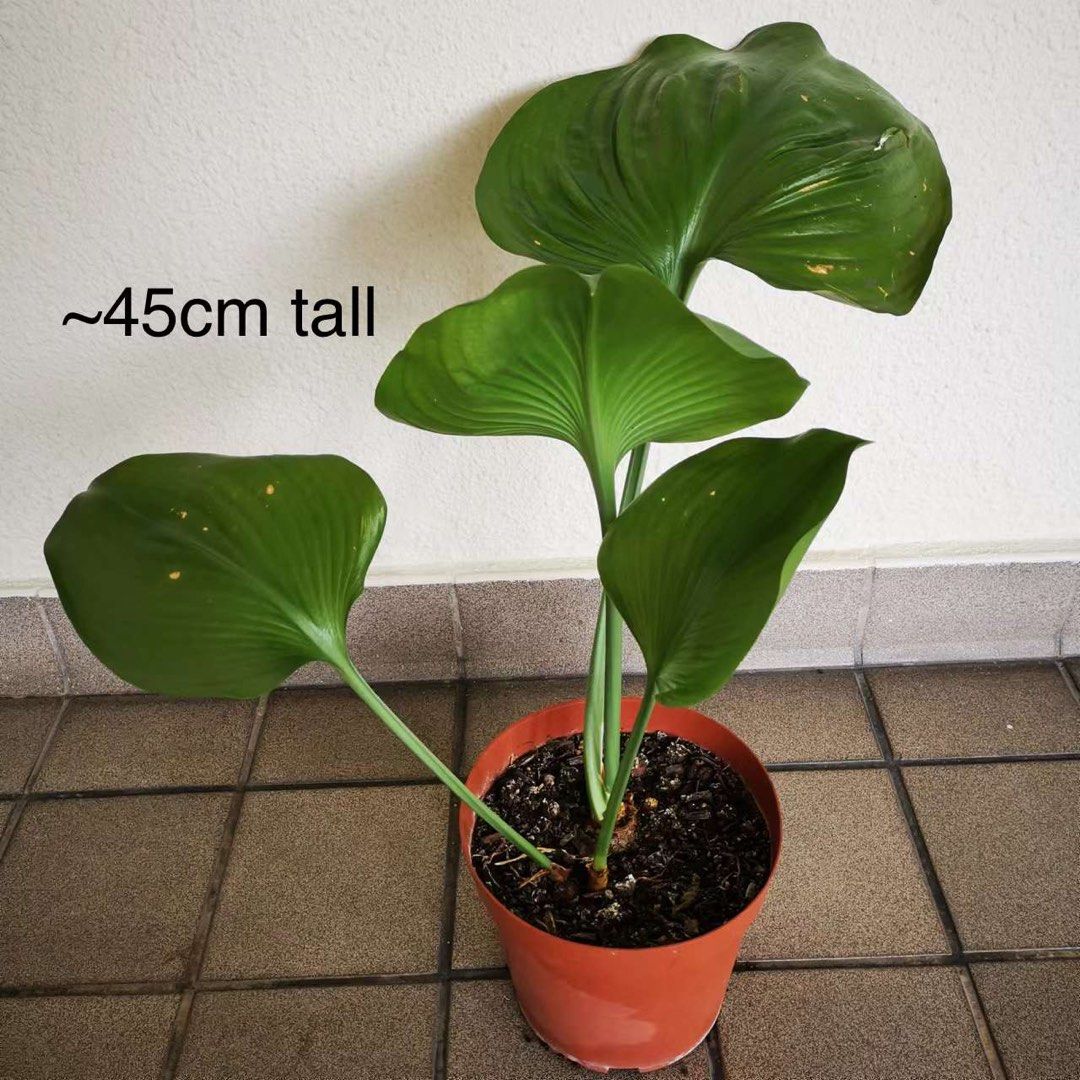 Plantain Lily / August Lily / Hosta plantaginea Plant, Furniture & Home ...