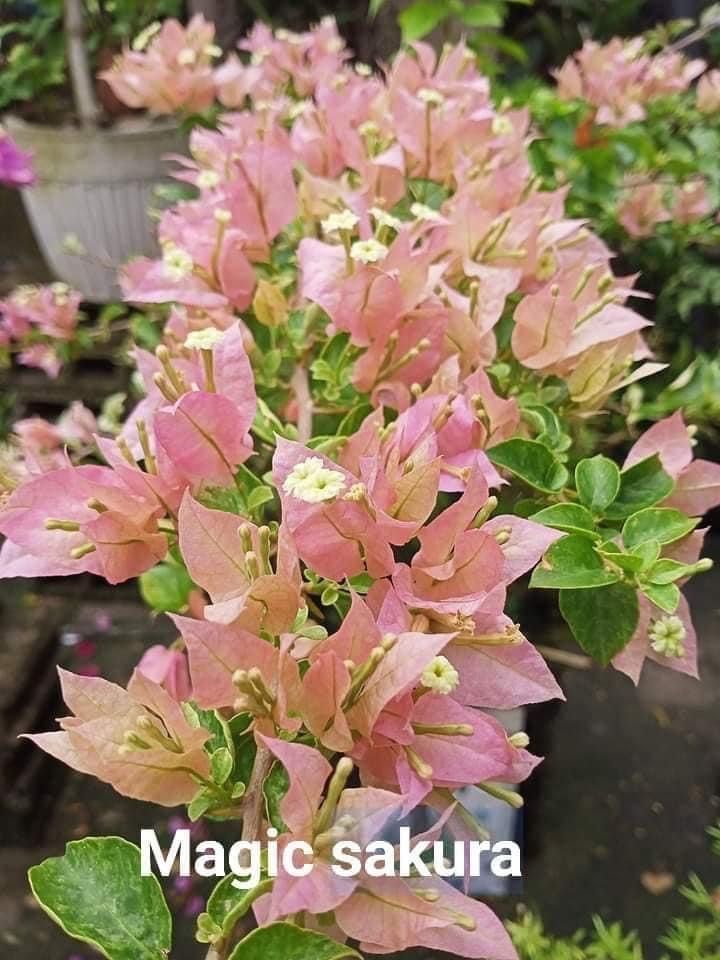 Rooted Magic Sakura Motherplant Hybrid Bougainvillea on Carousell
