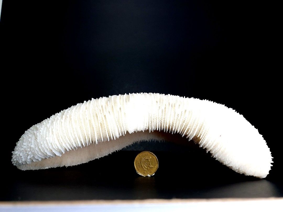Sea cucumber fossil white mushroom coral aquarium display natural sea ...