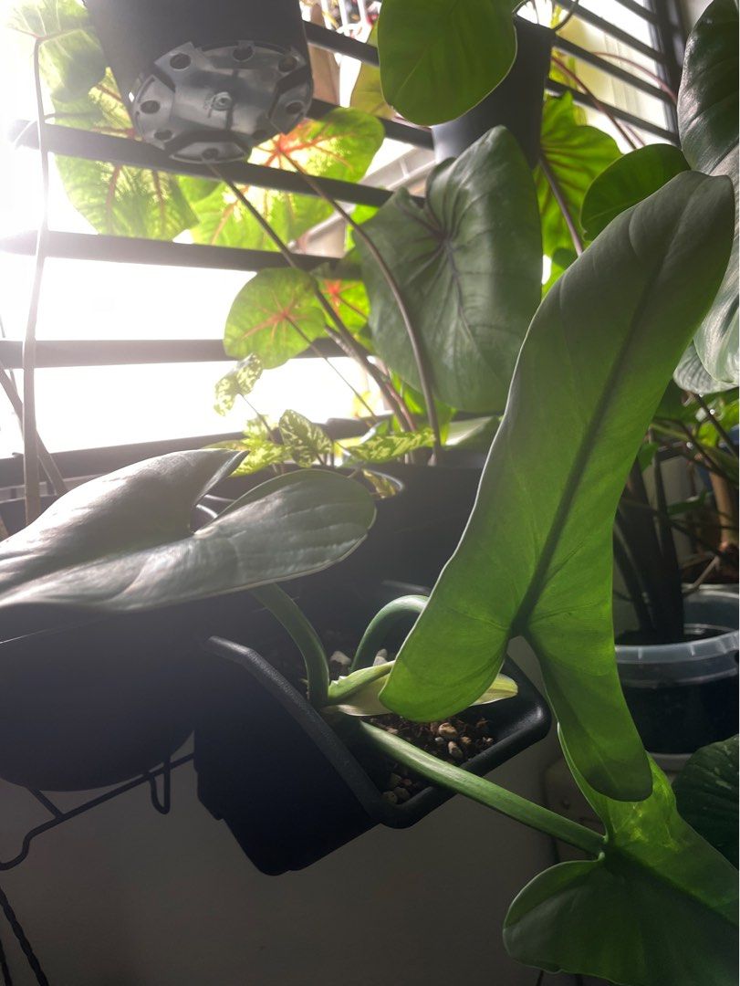 Wall planters / Hanging pots, Furniture & Home Living, Gardening, Pots ...