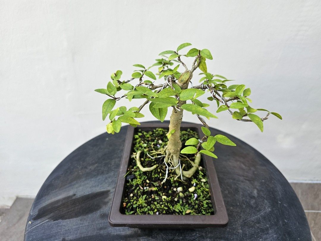 水梅盆景 ～ Shui Mei Bonsai, Furniture & Home Living, Gardening, Plants ...