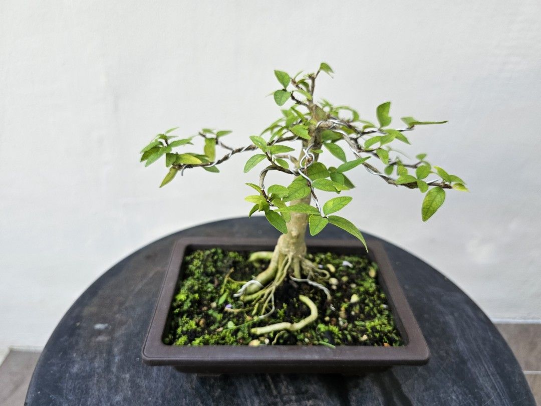 水梅盆景 ～ Shui Mei Bonsai, Furniture & Home Living, Gardening, Plants ...