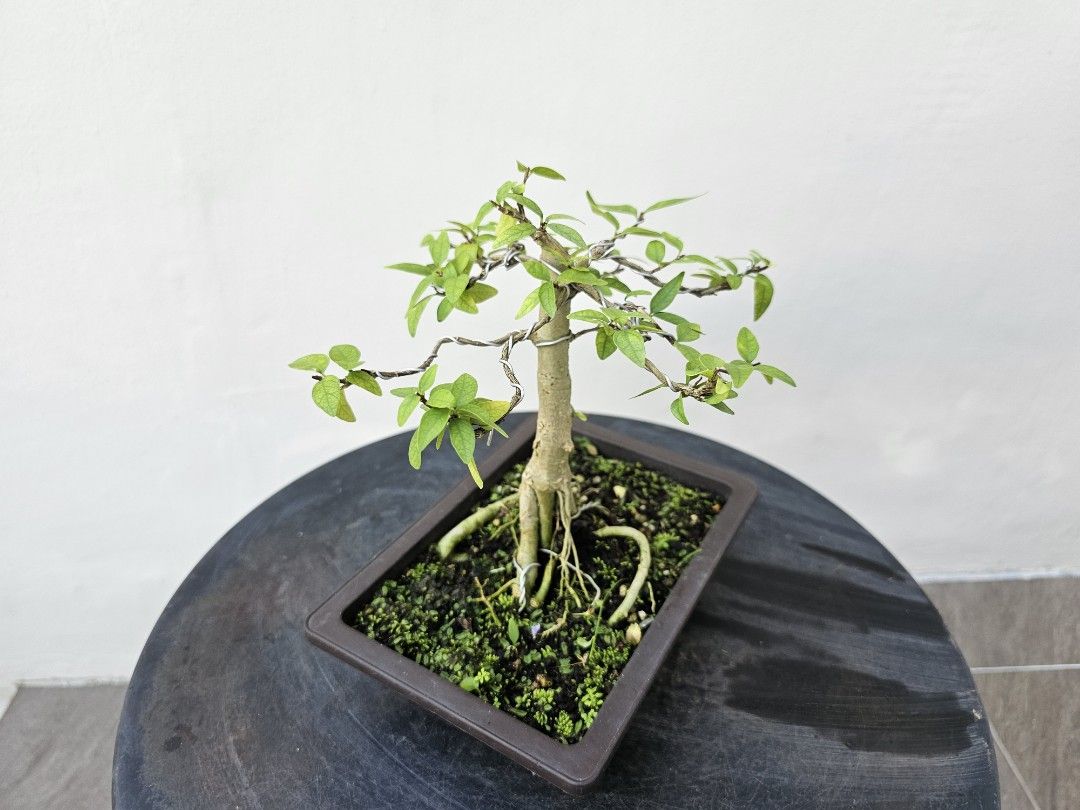 水梅盆景 ～ Shui Mei Bonsai, Furniture & Home Living, Gardening, Plants ...