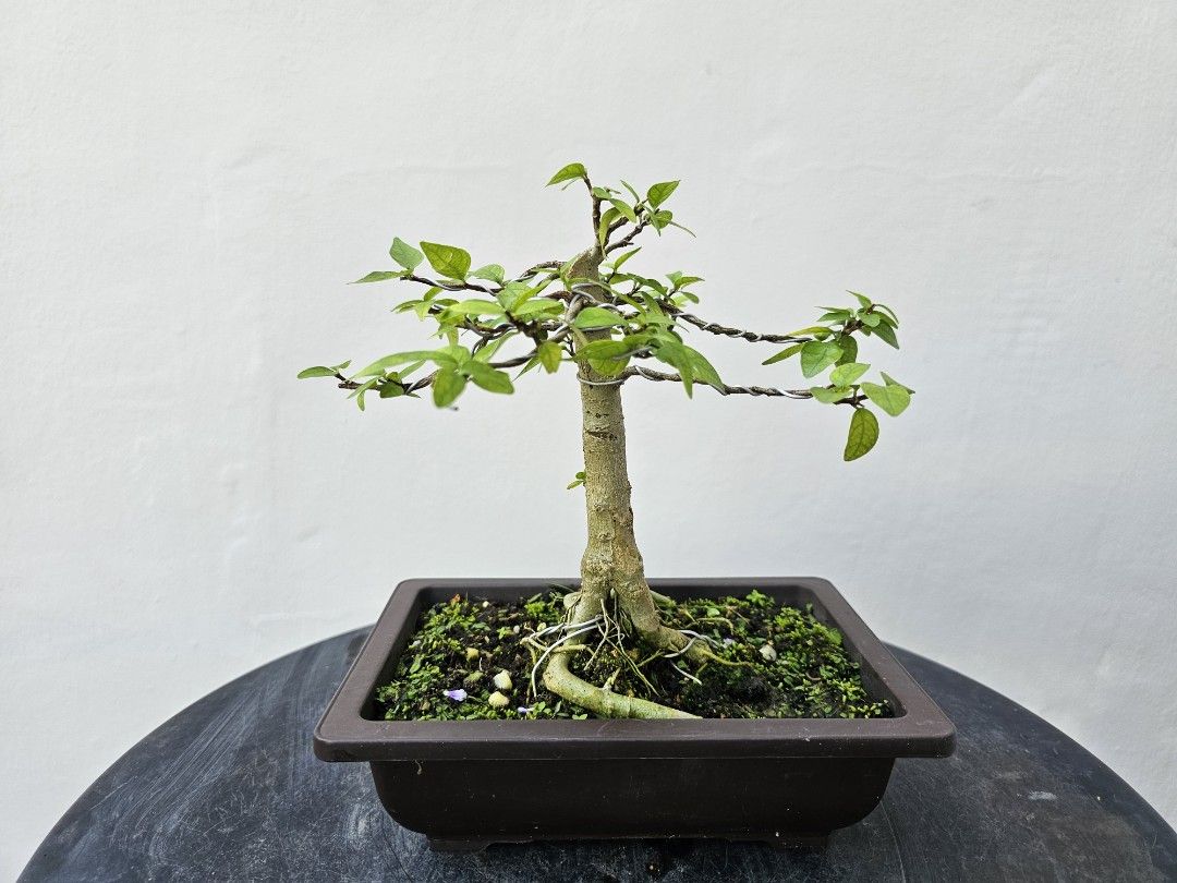 水梅盆景 ～ Shui Mei Bonsai, Furniture & Home Living, Gardening, Plants ...
