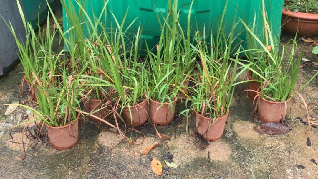 Acorus calamus / sweet flag, sway or muskrat root (18cm pot), Furniture ...