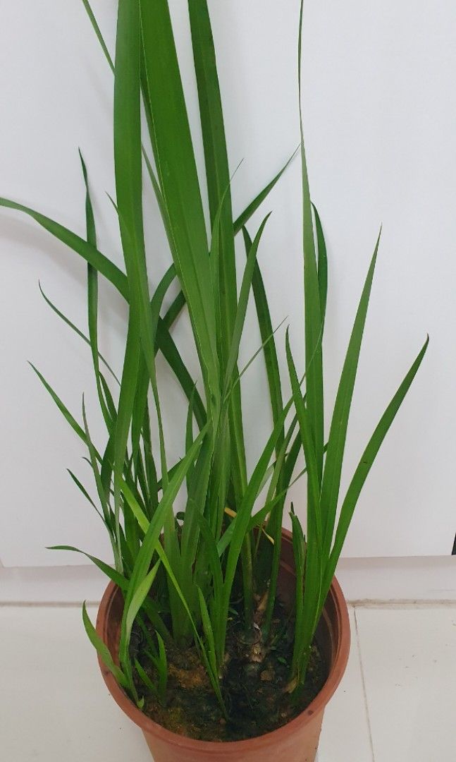 Acorus calamus / sweet flag, sway or muskrat root (18cm pot), Furniture ...