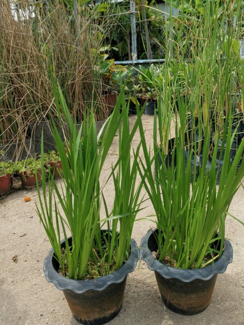 Acorus calamus / sweet flag, sway or muskrat root (18cm pot), Furniture ...