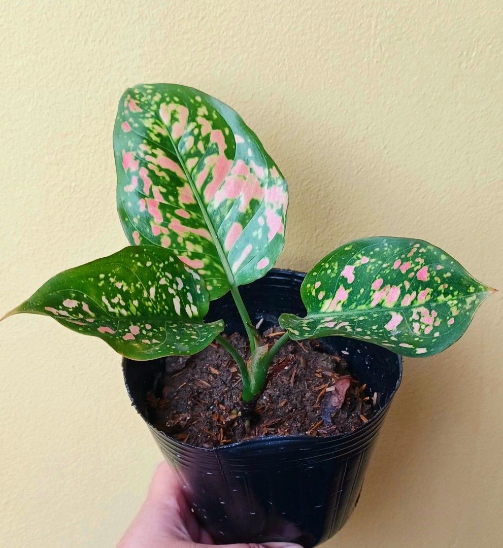 Aglaonema Etta Rose Plant, Furniture & Home Living, Gardening, Plants ...