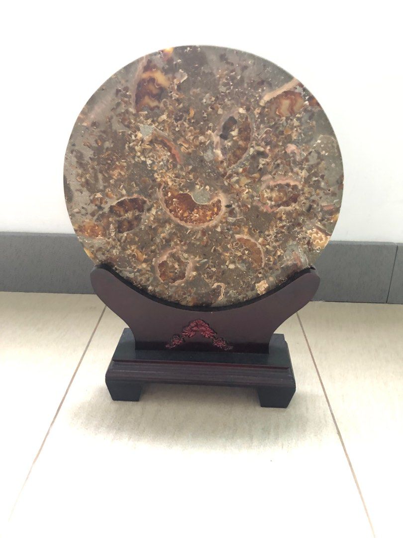Ammonite Fossil Plate Display Deco Set, Furniture & Home Living, Home ...