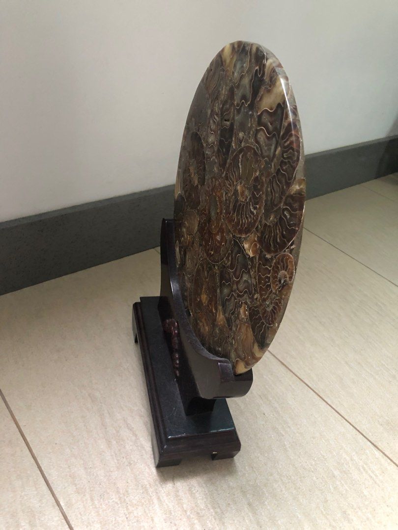 Ammonite Fossil Plate Display Deco Set, Furniture & Home Living, Home ...