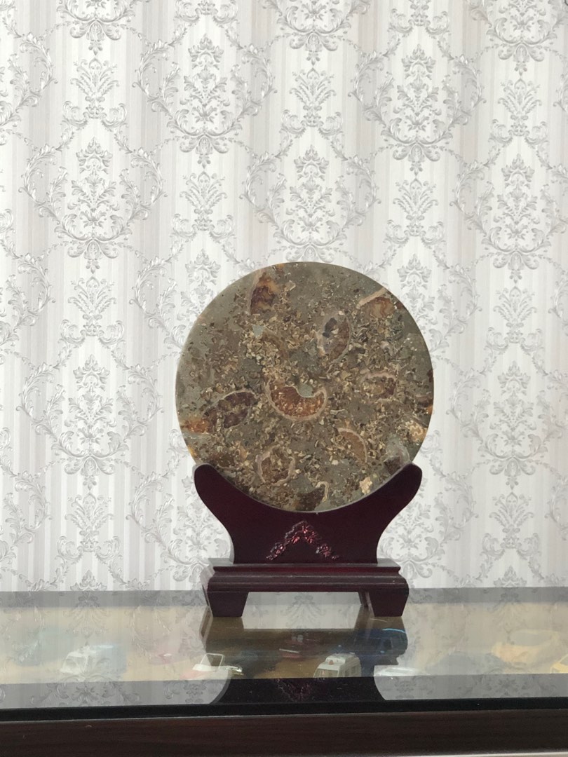 Ammonite Fossil Plate Display Deco Set, Furniture & Home Living, Home ...