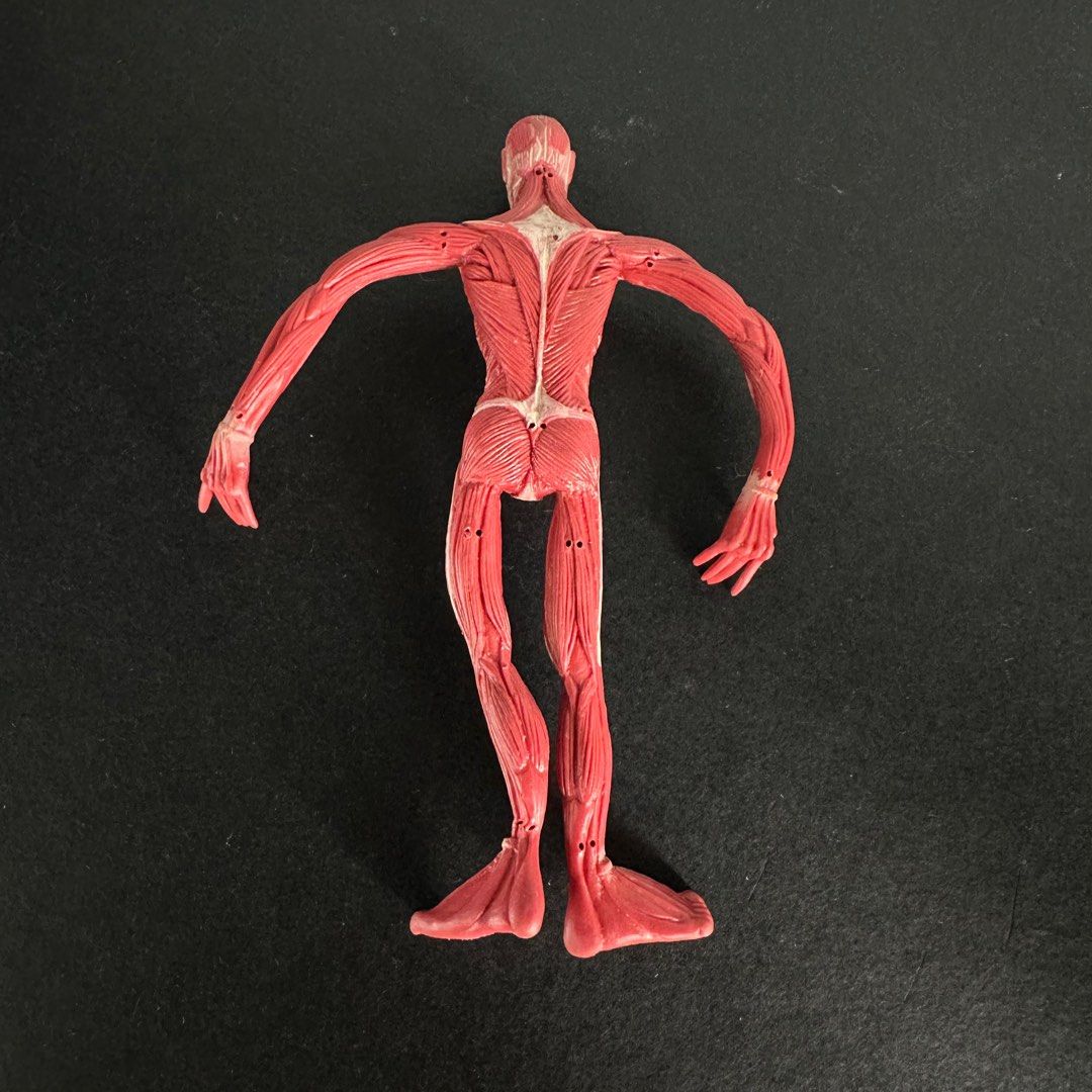Attack On Titan Colossal Titan Figure, Hobbies & Toys, Toys & Games on ...