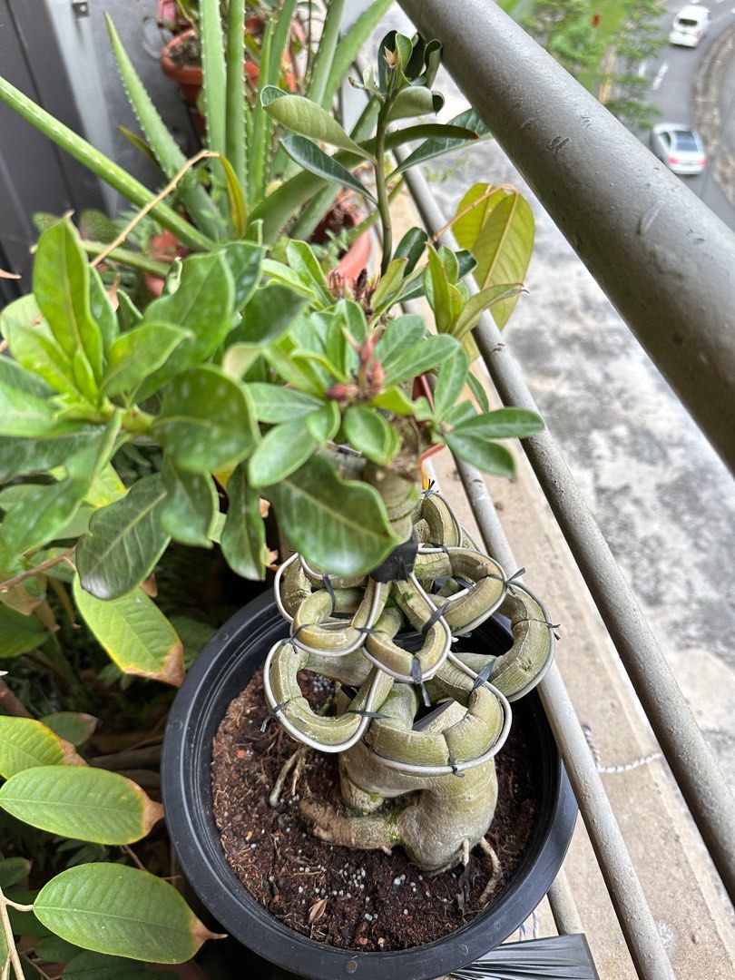 Beautiful Design Adenium, Furniture & Home Living, Gardening, Plants ...