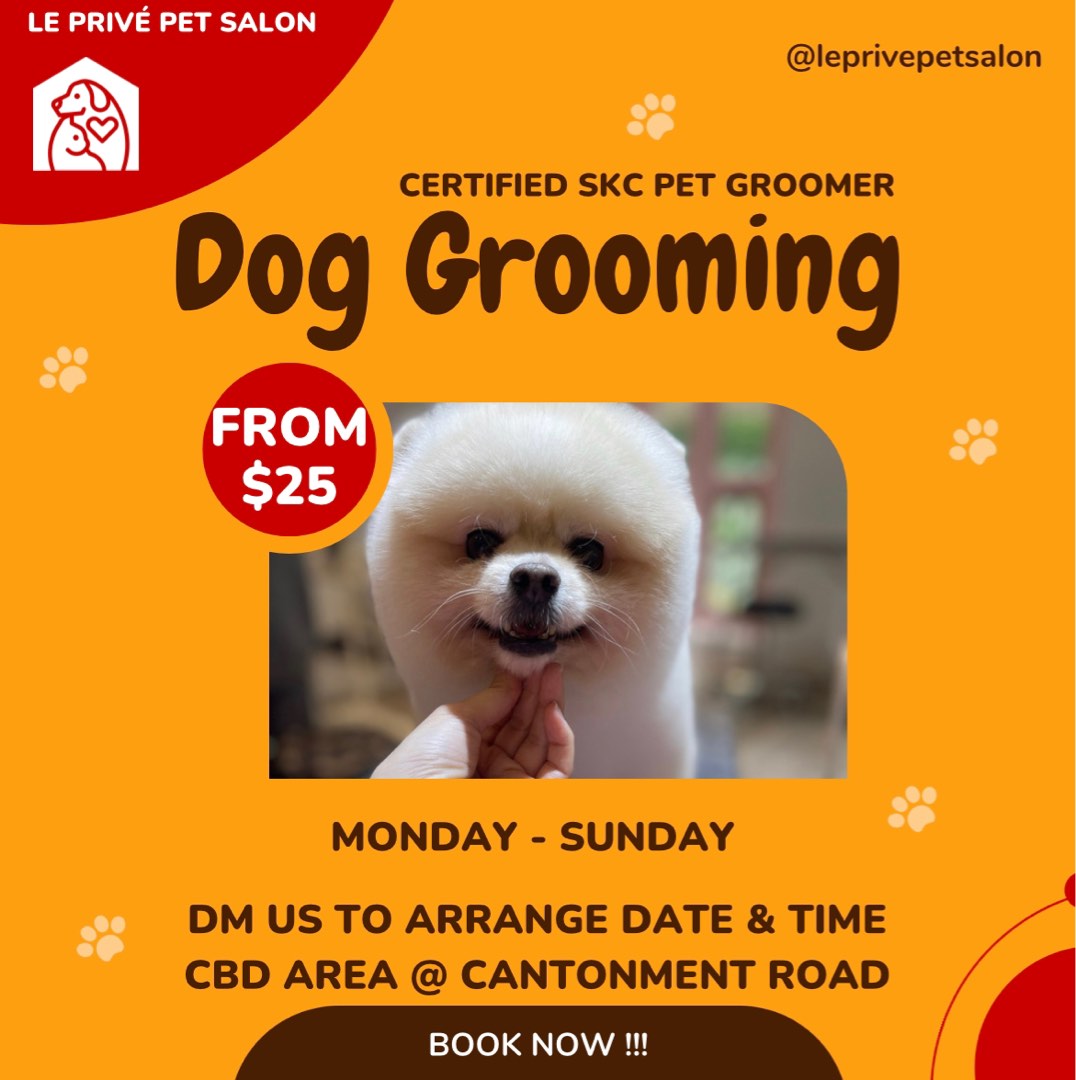 [CBD] Puppy Dog Grooming / Kitten Grooming (Home Based) Poodle ...