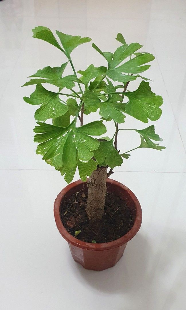 Herb plant - Gingko Biloba 银杏 (1-1.5ft), Furniture & Home Living ...
