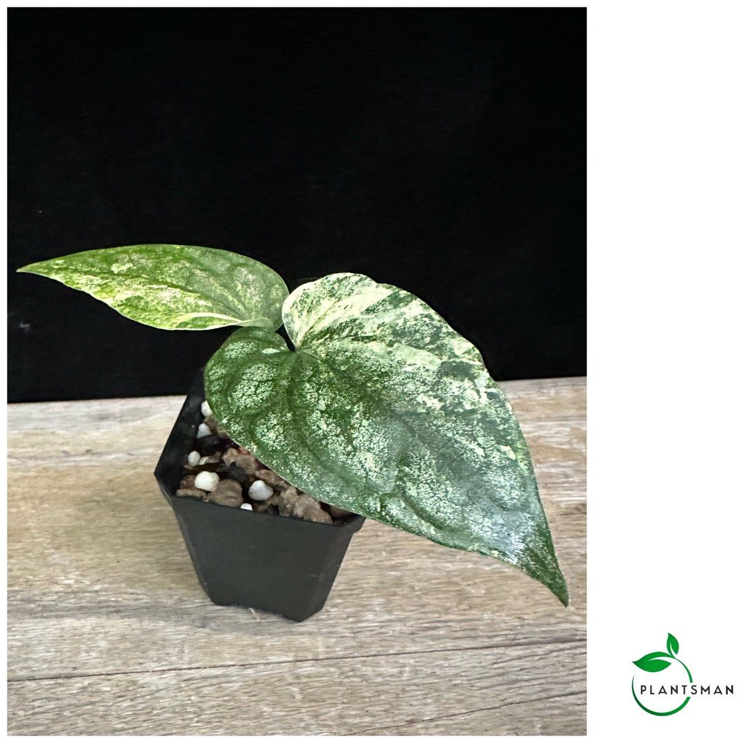 Piper Sylvaticum Variegated (rare), Furniture & Home Living, Gardening ...