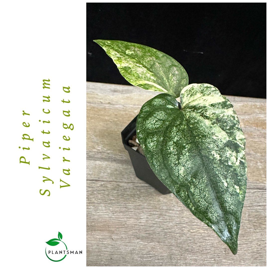 Piper Sylvaticum Variegated (rare), Furniture & Home Living, Gardening ...