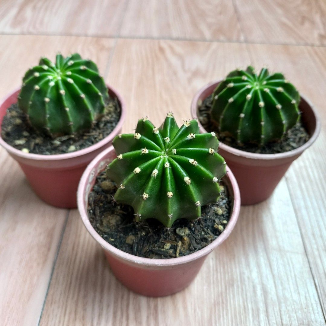 3 for 100 Barrel Cactus (Actual Pic) on Carousell