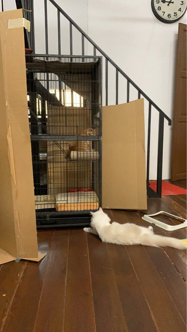 4 tier cage, Pet Supplies, Homes & Other Pet Accessories on Carousell