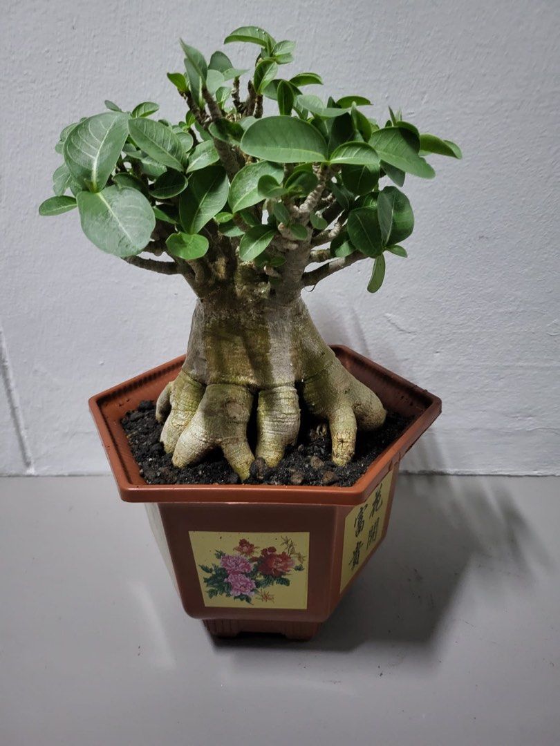 Adenium Arabicum with radial roots, Furniture & Home Living, Gardening ...