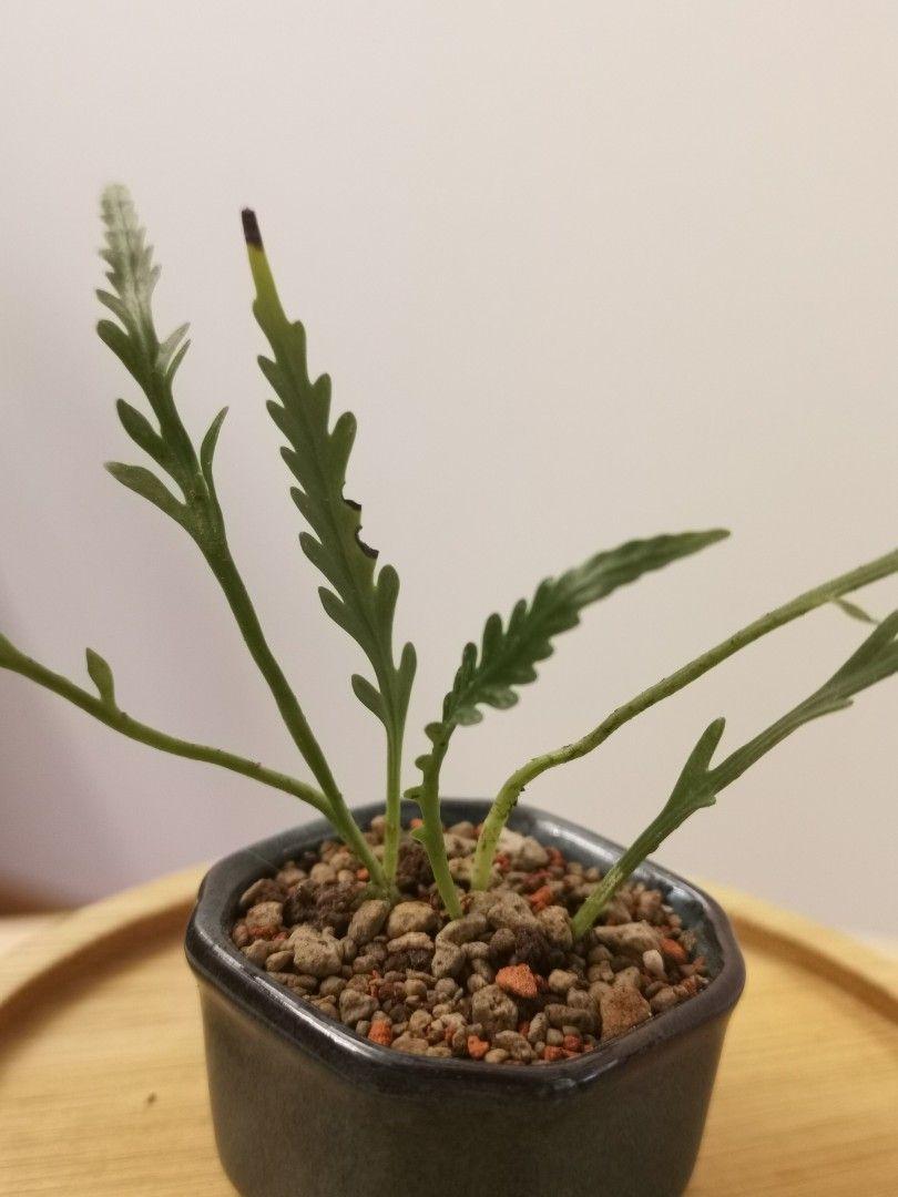 Asplenium Kenzoi | Fern, Furniture & Home Living, Gardening, Plants ...